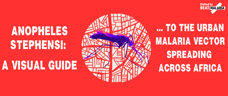 Anopheles Stephensi – a visual guide to the Asian malaria vector ...